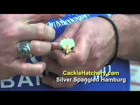 Silver Spangled Hamburg Chicken - Baby Chicks | Cackle Hatchery - YouTube