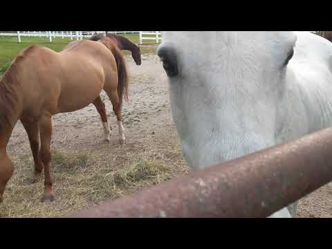 gentle horse fart