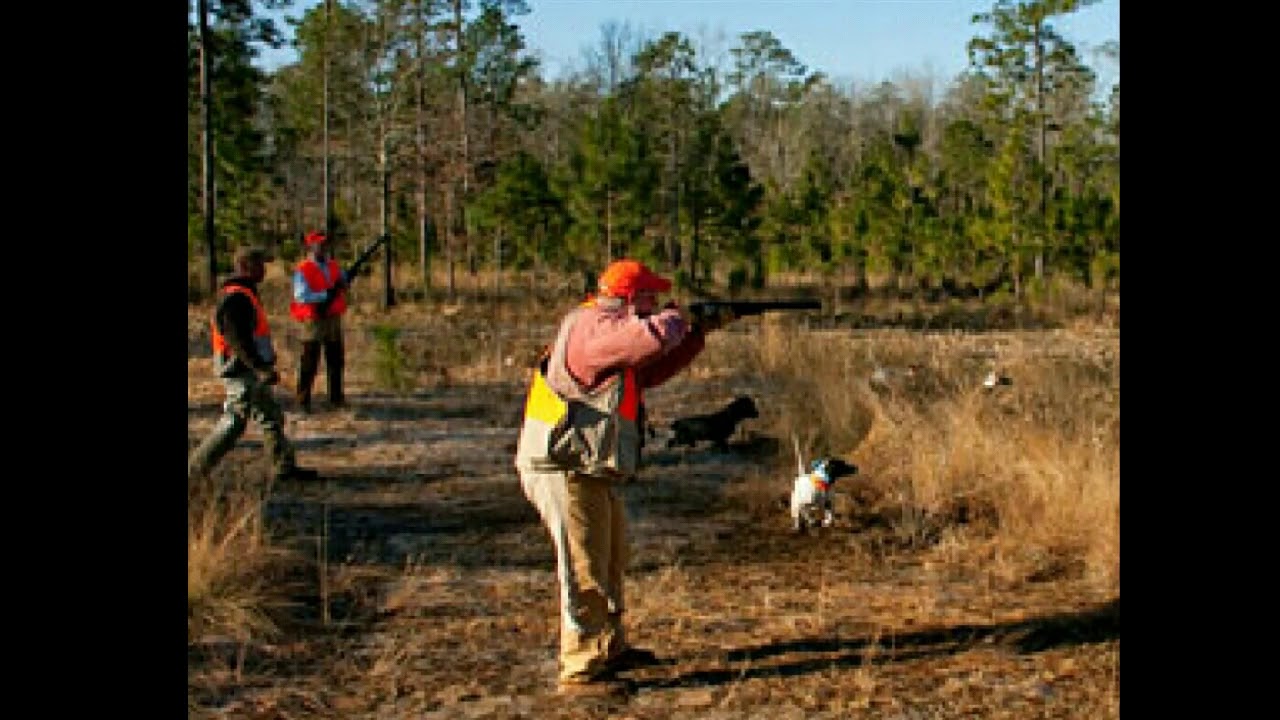 DALMATIAN HUNTING RABBITS - YouTube
