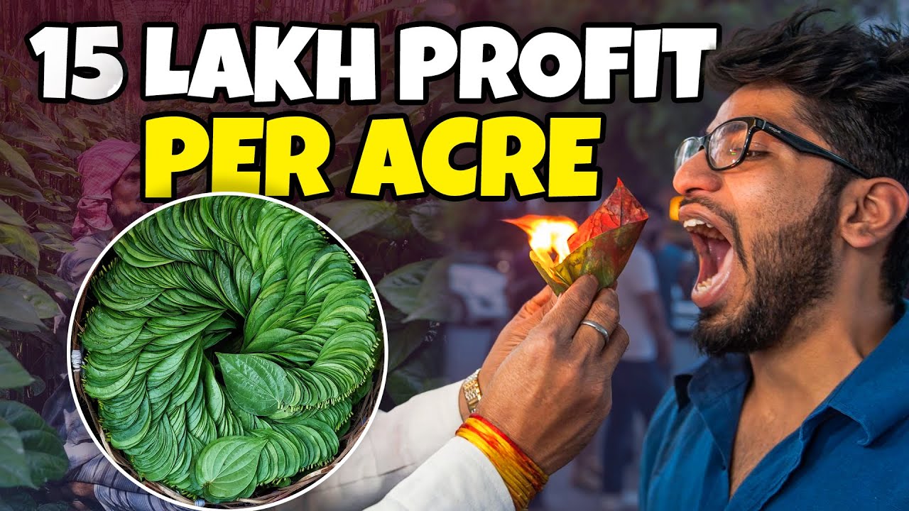 Betel Leaf Farming | You can get a Minimum of 15 Lakh Profit per Acre ...