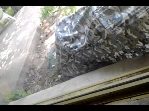 FLY INVASION PART ONE - YouTube