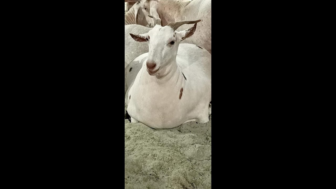 Best Heavy Goats For Sale || U P GOAT FARM || 2020 || #HeavyBarbara ...