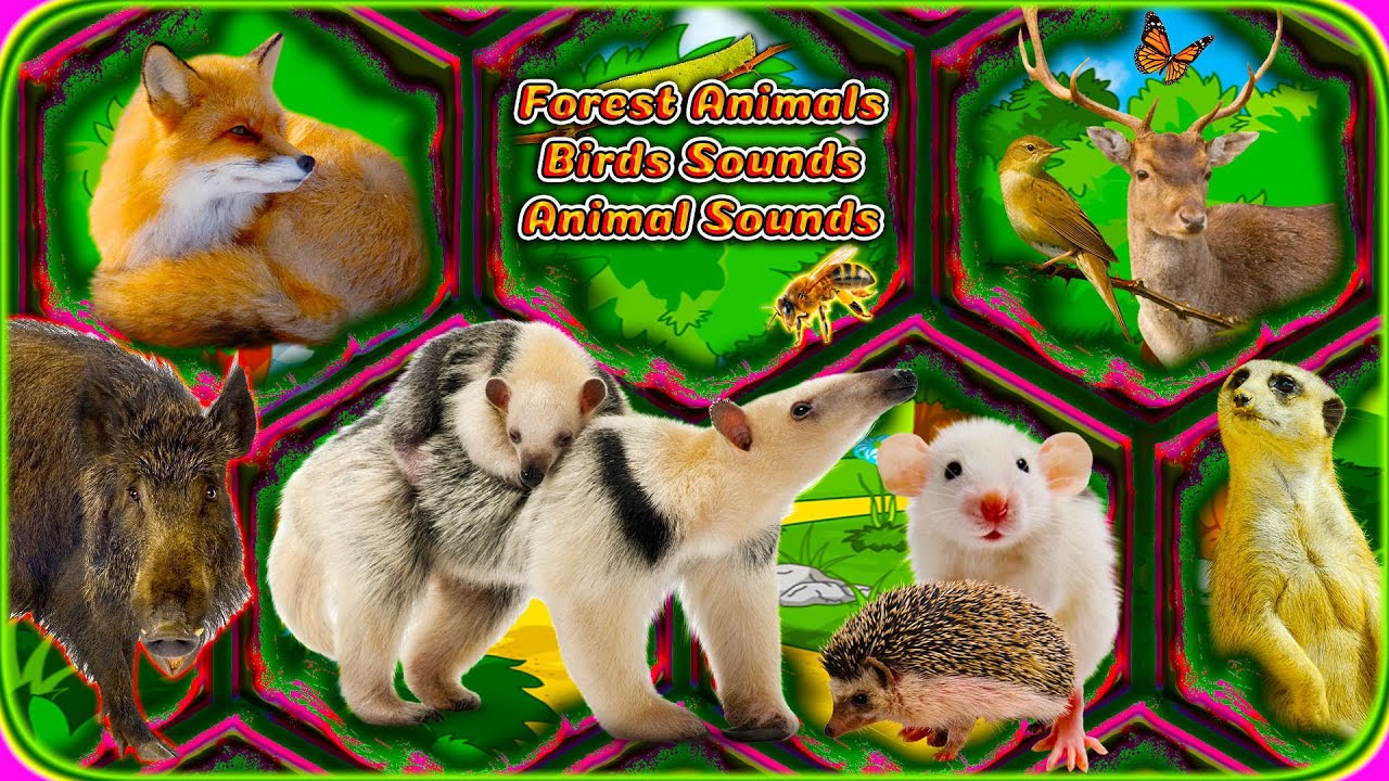 Forest Animals • Birds Sounds • Animal Sounds • Hare, Irbis, Boar ...