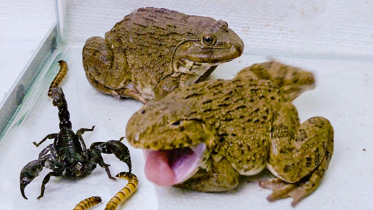 Hungry Asian Bullfrog Tries To Eat Worms and Scorpion! Warning live ...