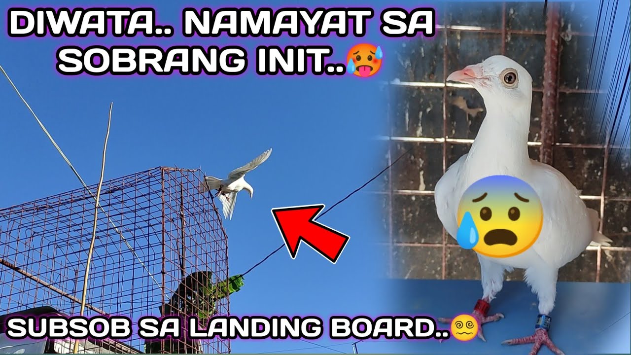 DIWATA.. NAMAYAT SA SOBRANG INIT..🥵 | SUBSOB SA LANDING BOARD..😵‍💫 ...