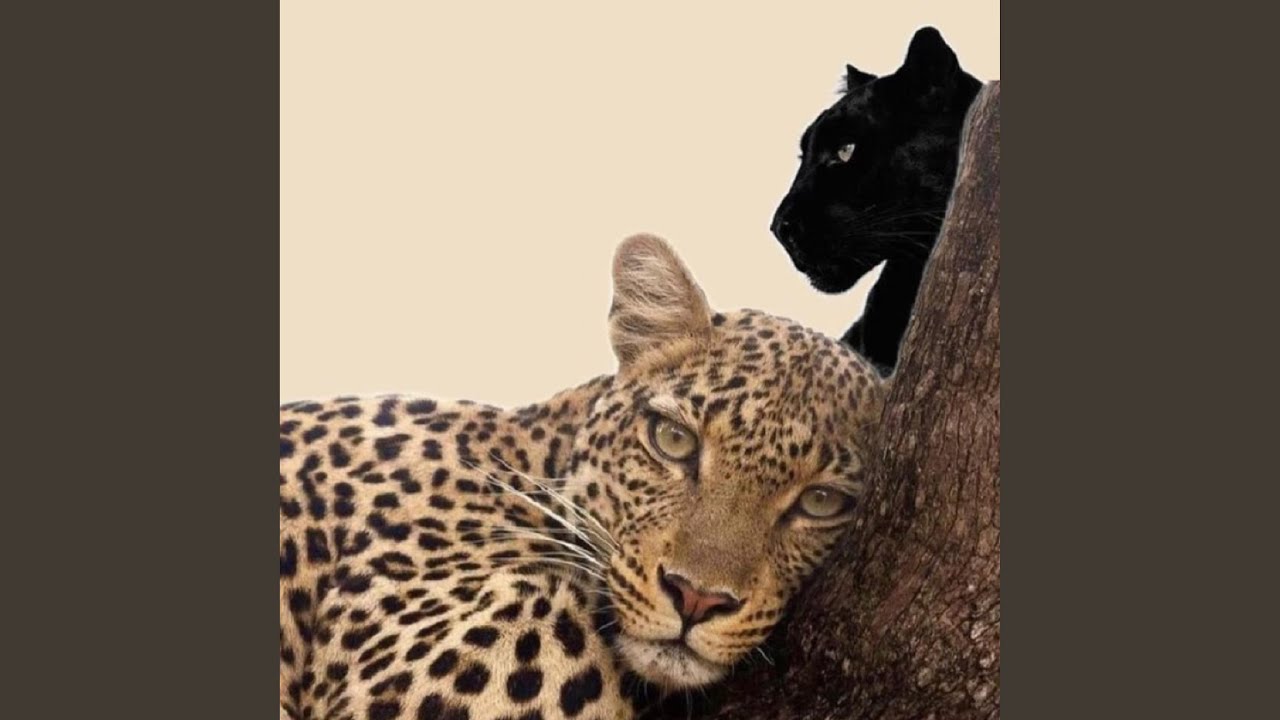 $tarBoy (feat. Glock$tarJimmy) - YouTube