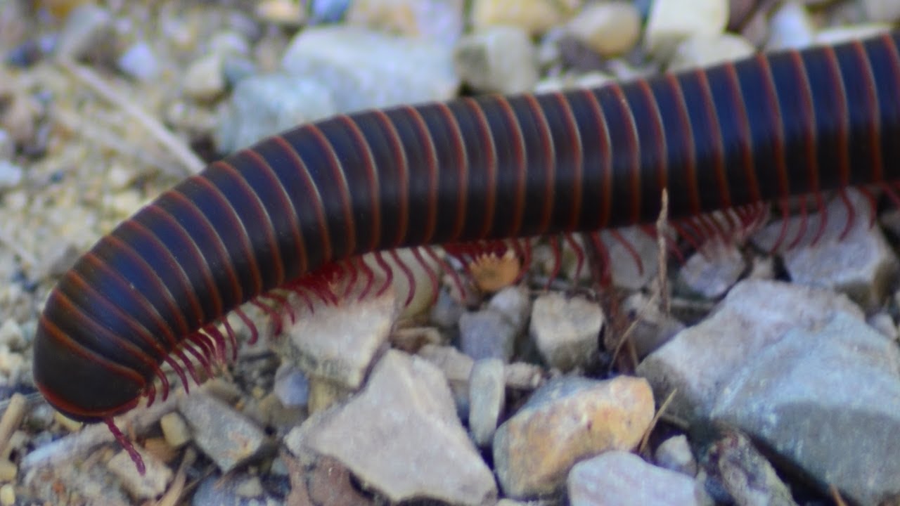 Millipede walking / crawling with legs moving - YouTube