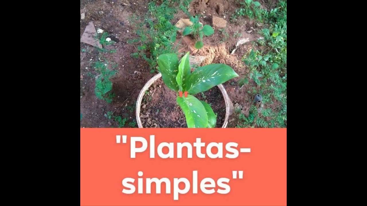 "Plantas-simples" - YouTube