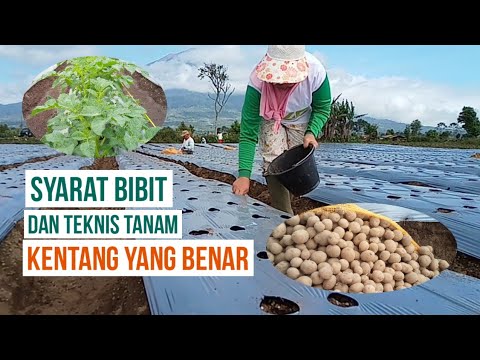 CARA PEMILIHAN BIBIT KENTANG YANG MAMPU BERPRODUKSI TINGGI - YouTube