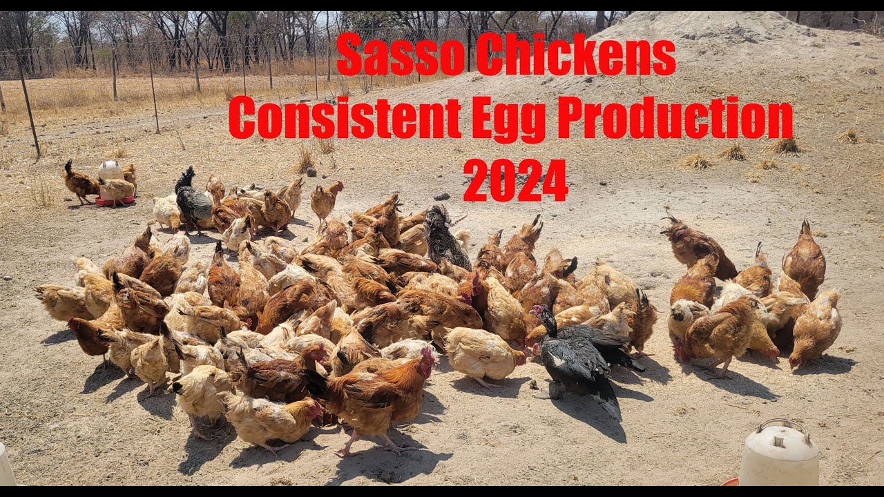 Sasso Chickens Consistent Egg Production in 2024 - YouTube