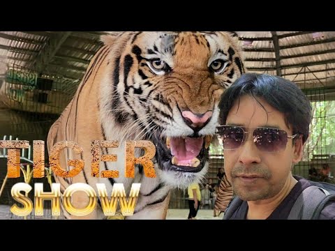 TIGER SHOW - YouTube