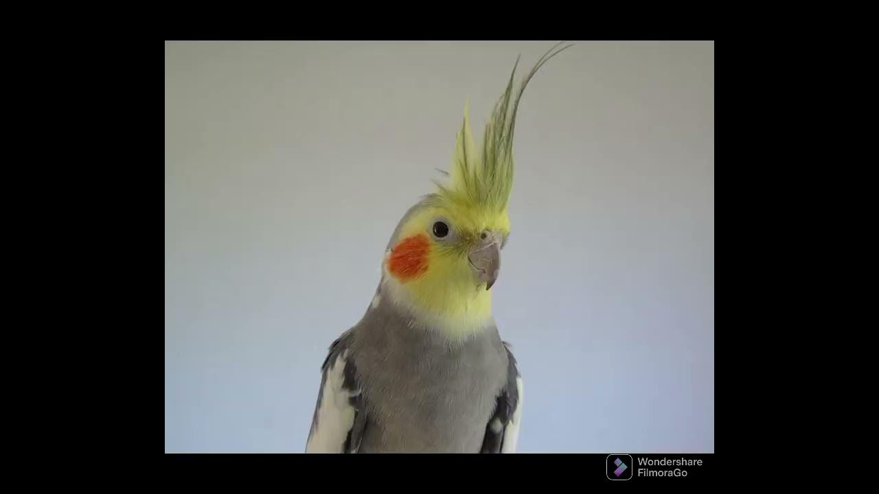 nymphicus hollandicus - YouTube