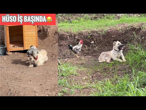 SAPIK HOROZ HÜSO YİNE İŞ BAŞINDA😂🤦🏽‍♂️