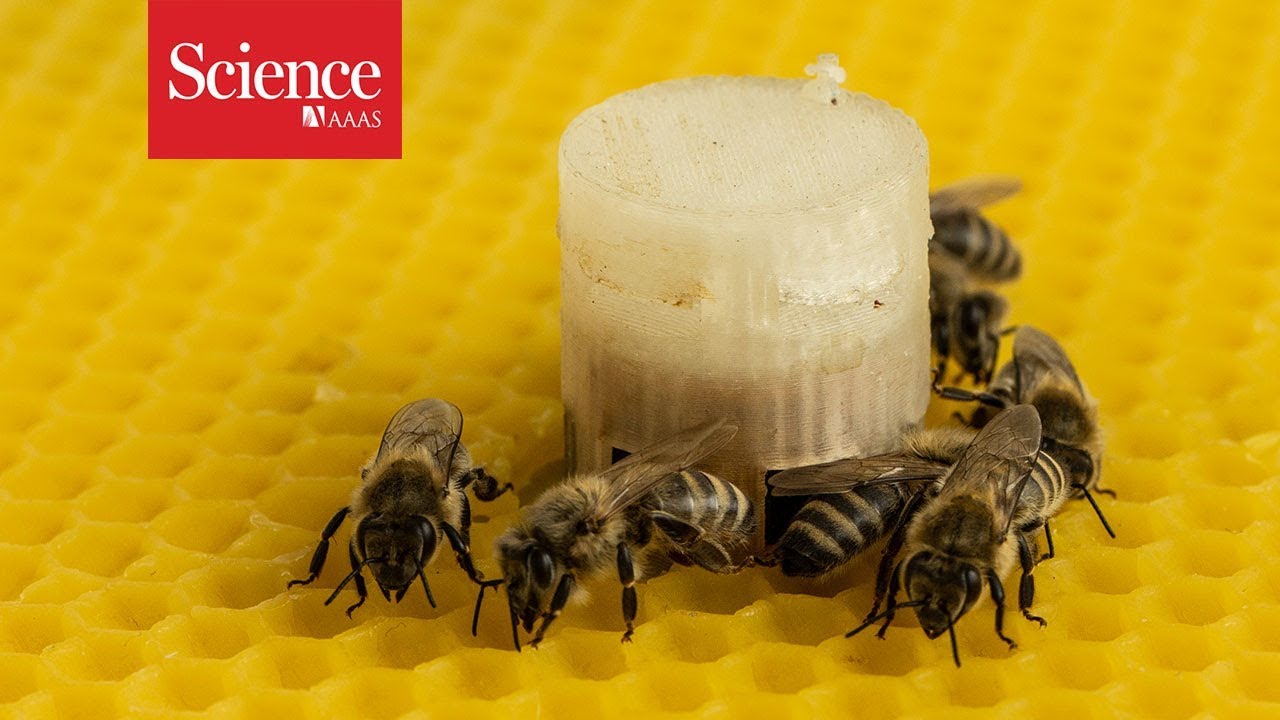 Honey bees and zebra fish come to a consensus, thanks to a little ...
