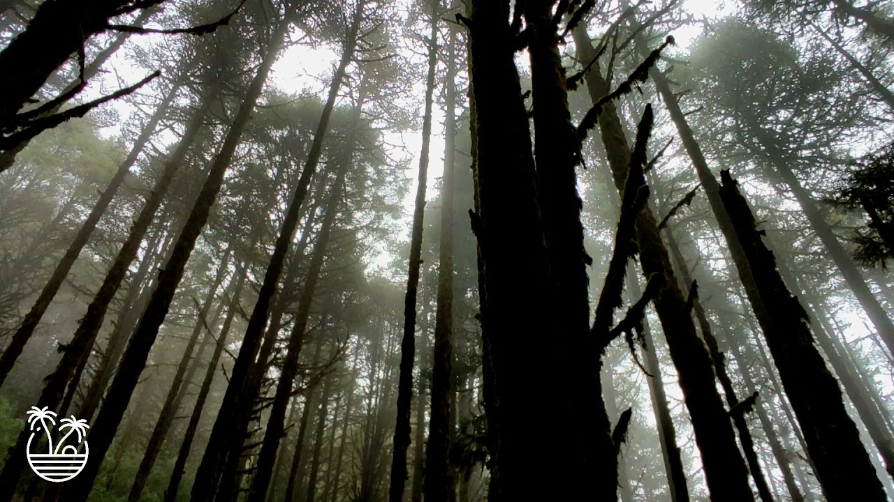 Versay Trek Route, Sikkim, India - YouTube
