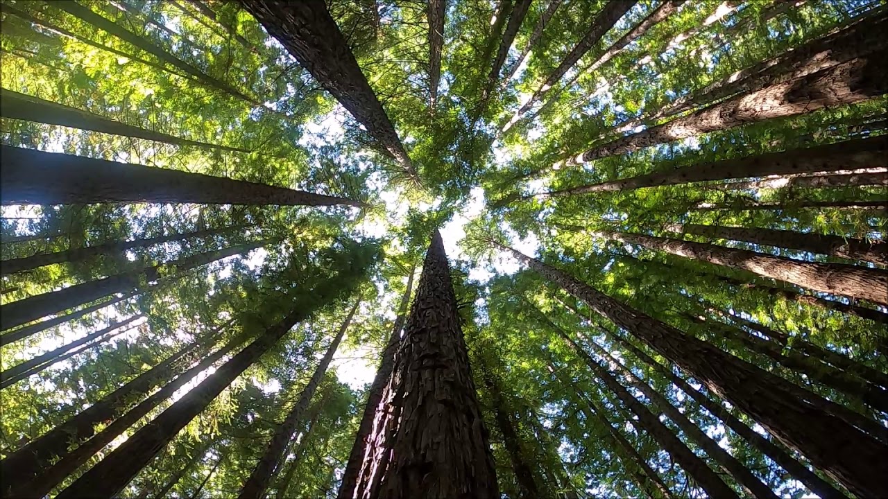 Redwood Forest - Warburton, Victoria Australia - YouTube