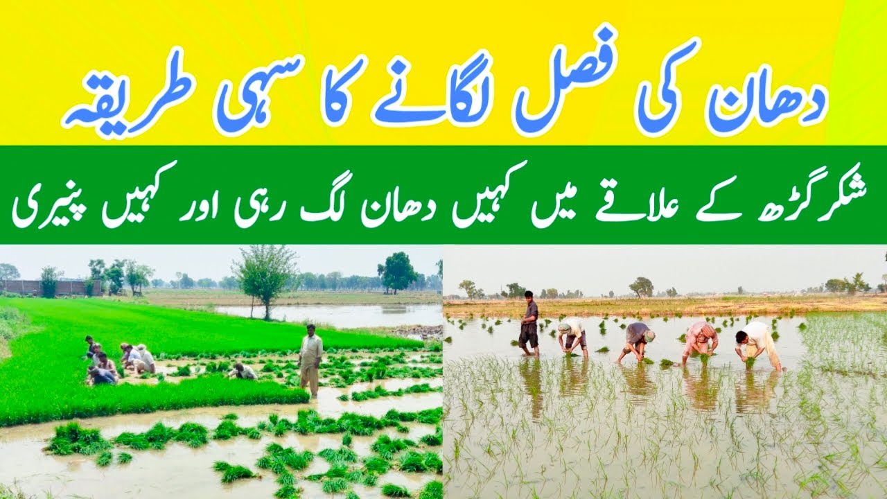 Mundikhail Village Mein Dhan Ki Fasal Kasth Hona Suhru Ho Gai | Dhan Ki ...