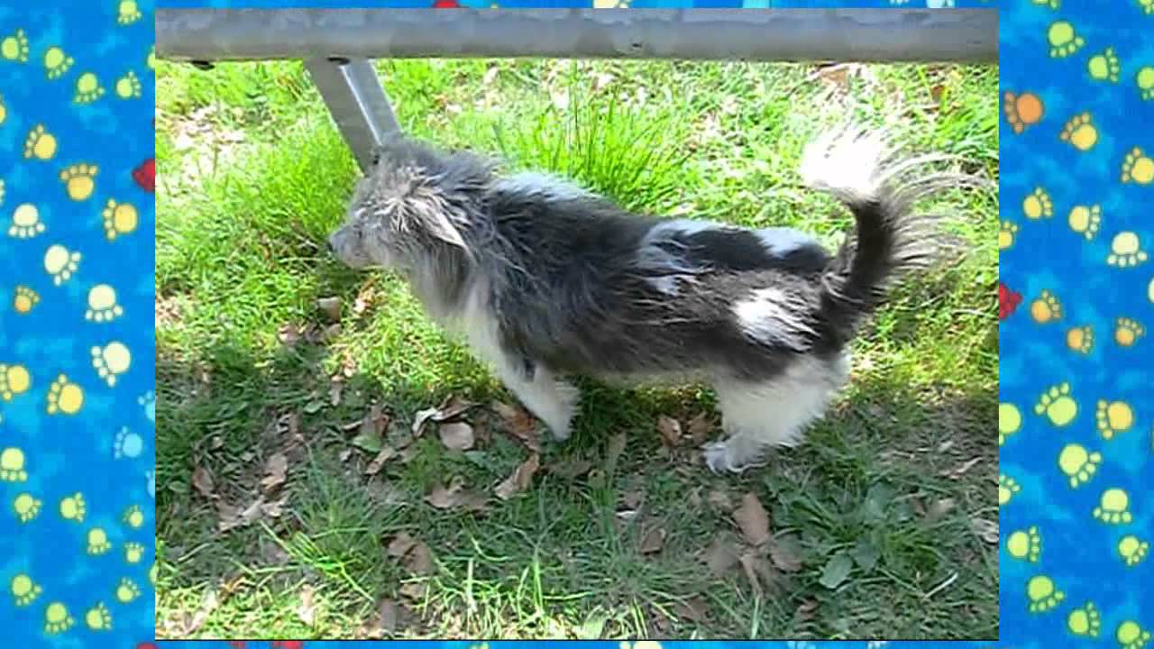 Introducing Woolie (Wulli) the dog - Gnawa music, Morocco - YouTube