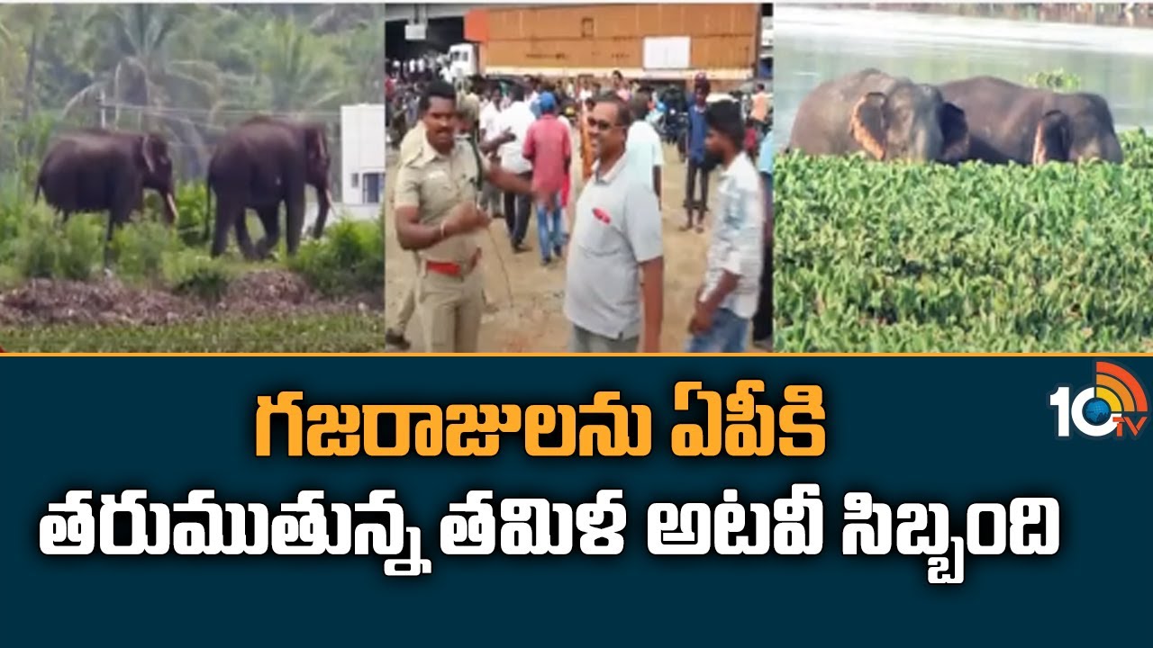 గజరాజులను ఏపీకి తరుముతున్న తమిళ అటవీ సిబ్బంది | Tamil Nadu Forest ...