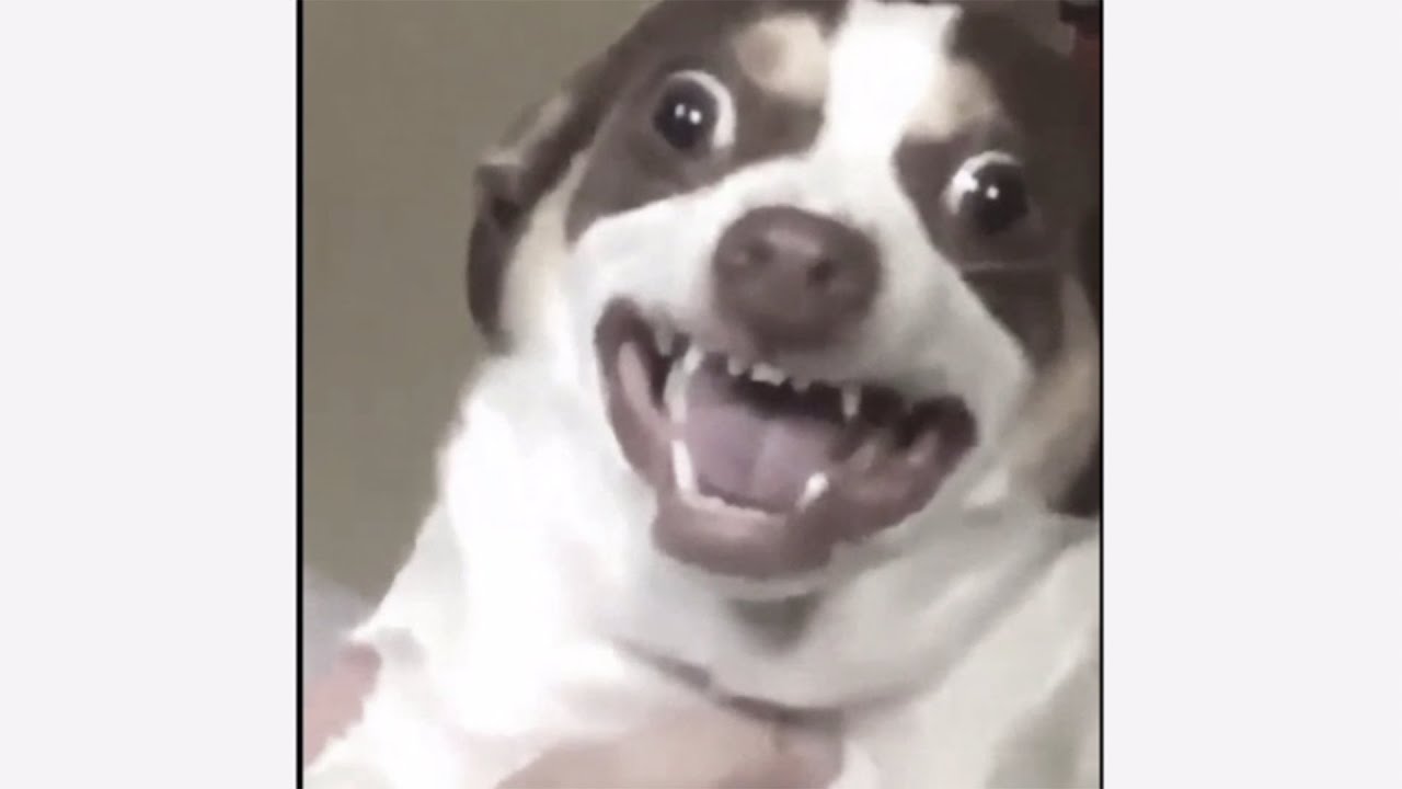 Gollum Dog - YouTube