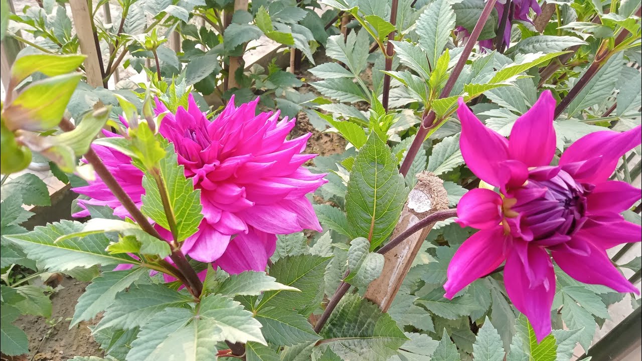 Iago character= Othello character=Desdemona character=describe the ...