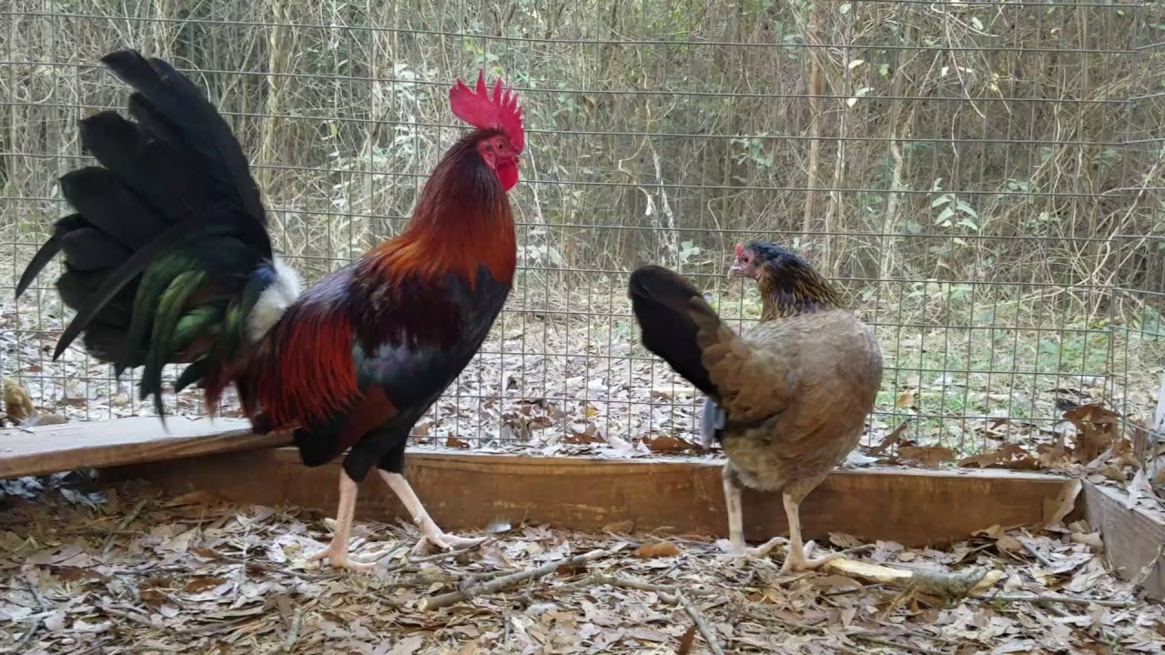 Murphy broodcock with jumper hen. - YouTube