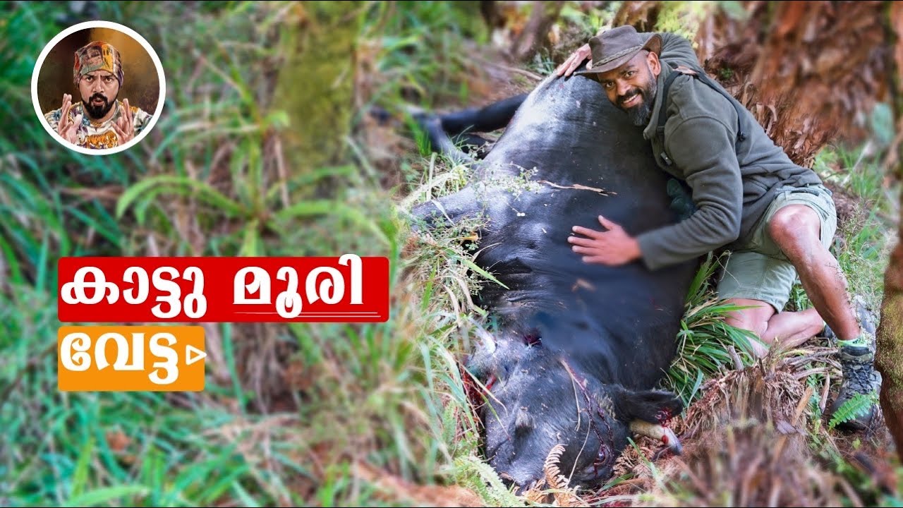 WILD BULL HUNT/TARANAKI BULL HUNT IN NZ/BEST WILD LIFE/BEST HUNTING ...