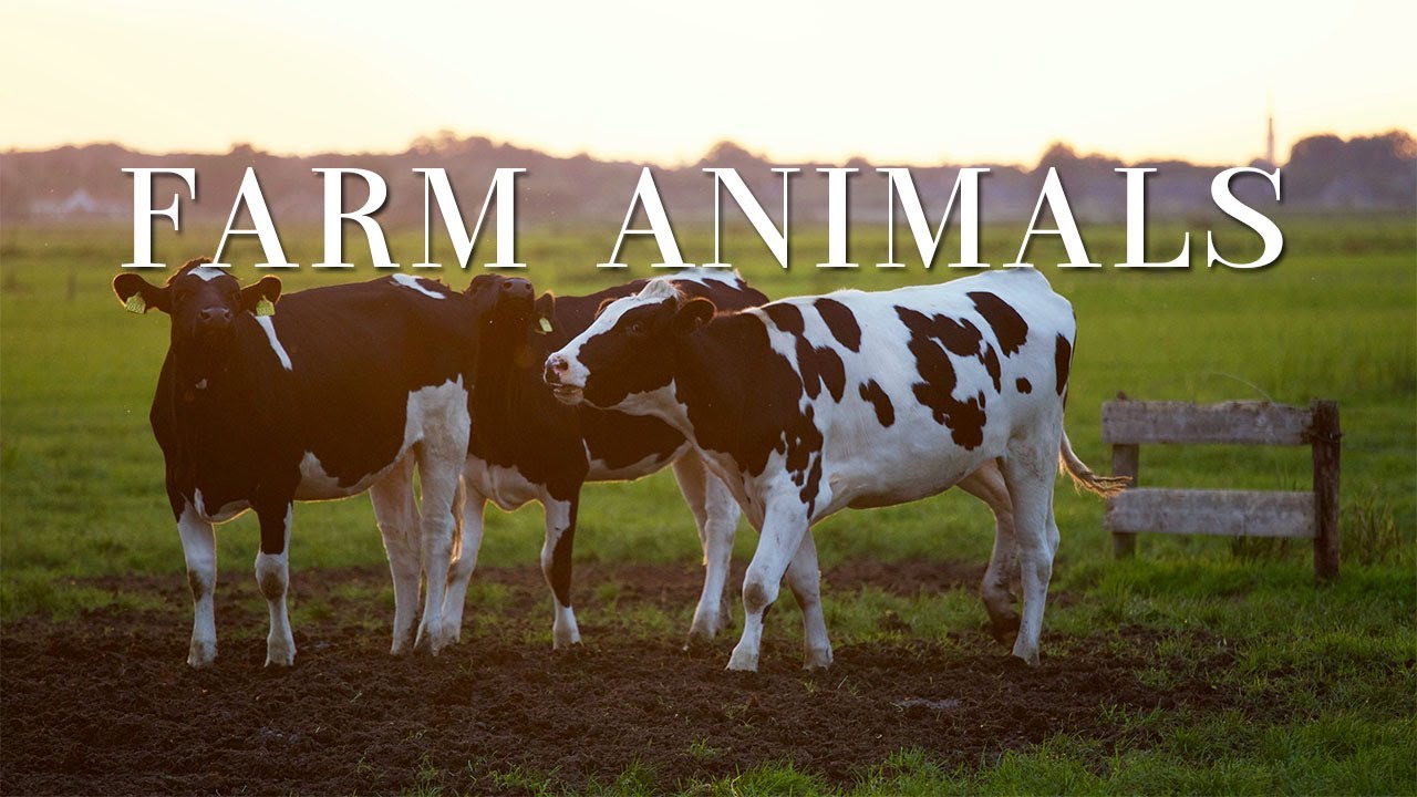 Farm Animals Relaxing - Music for stress relief - YouTube