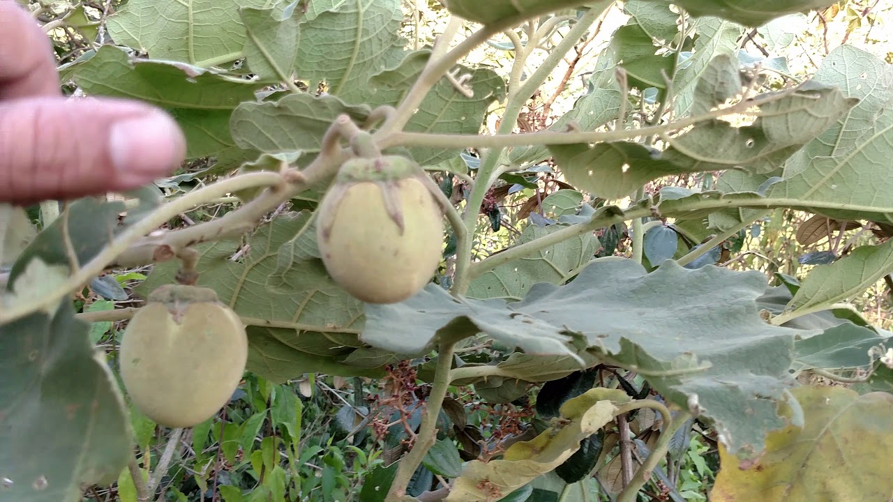 Lobeira - Fruto de lobo - YouTube