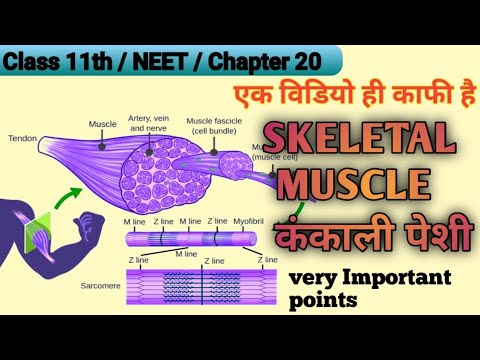 skeletal muscles : anatomy & physiology || ( कंकाली पेशी ) || Class ...