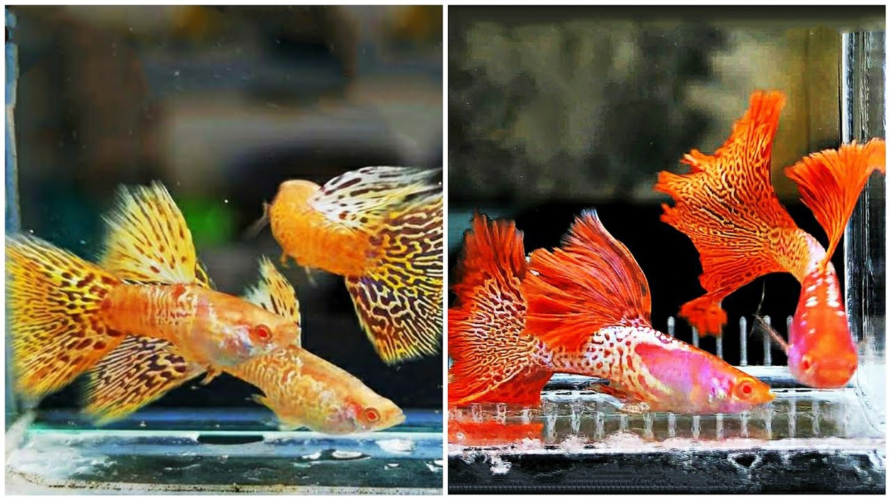 Beautiful Types of Guppy Fish Tail Pattern | Beautiful Guppy Fish in ...
