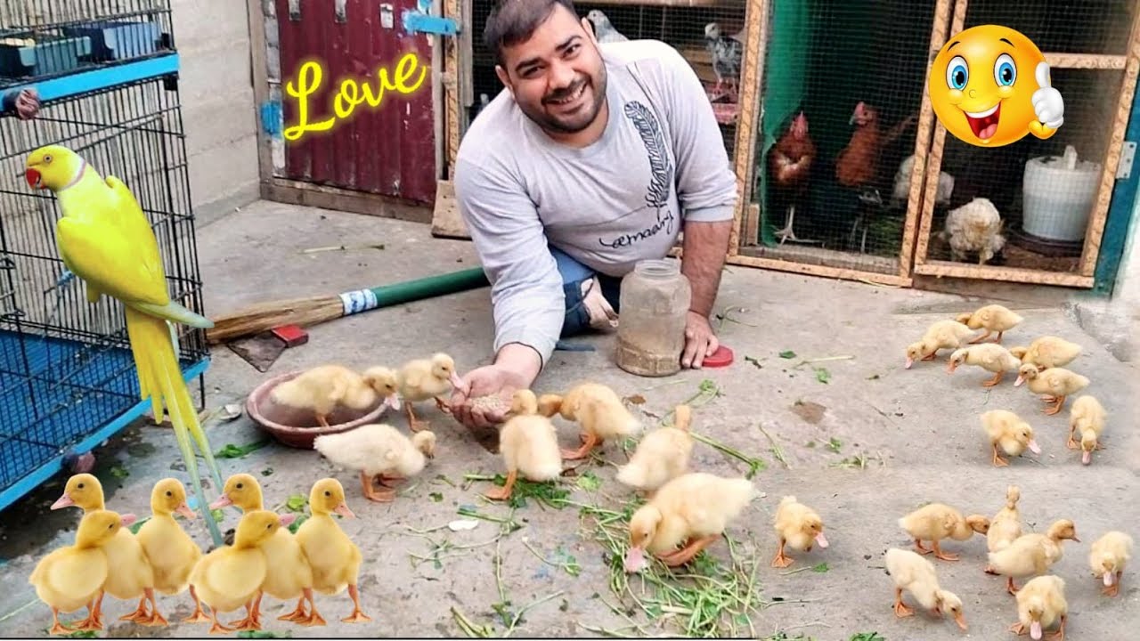 New Duck Chicks Bhi Hathon Pay Khanay Lag Gaya | Karachi Main Dihat ...