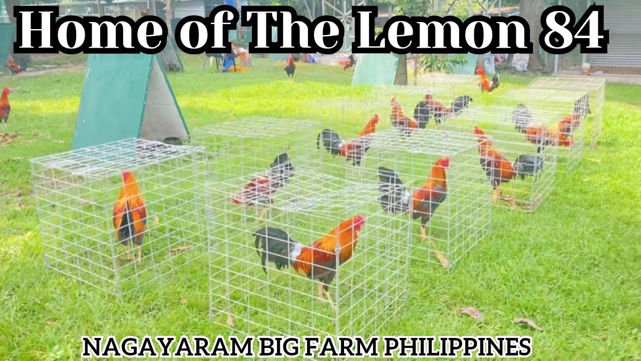 Home Of The Lemon 84 Ray Boy Guinit Nagayaram Farm - FOR EXPO - YouTube