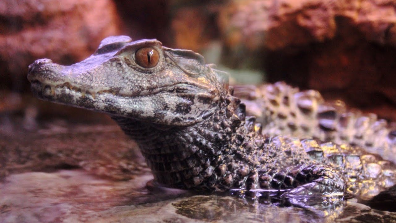 CAIMANUL PITIC - cel mai mic crocodil din lume - YouTube