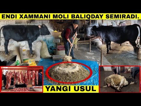 NOODATIY❗UZB YANGICHA OSON VA ARZON MOL BOQISH#2026 #2025 #molboqish 