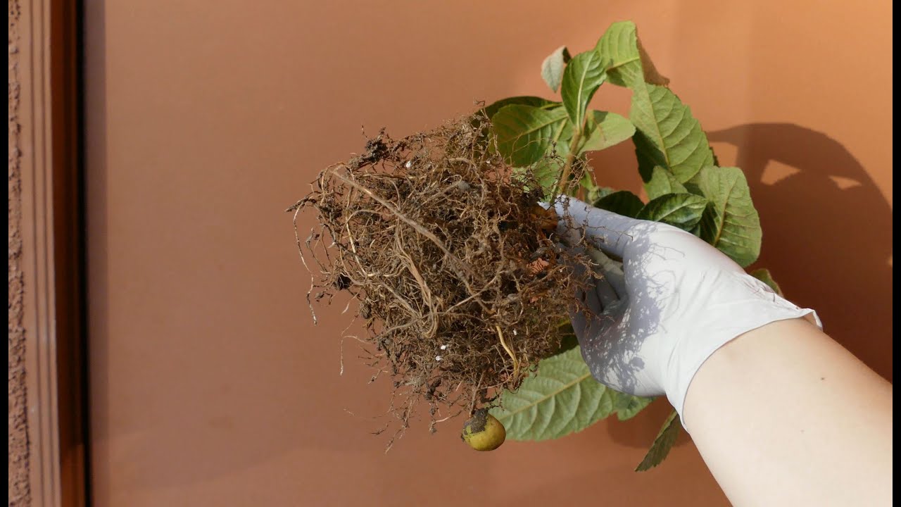 Growing Loquat Trees from Seeds, Days 234-275 FINALE - YouTube