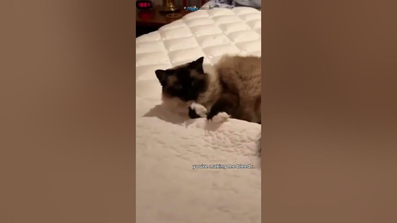 Catnip Comedy: The Funniest Feline Reactions 😹🐾🌿 - YouTube