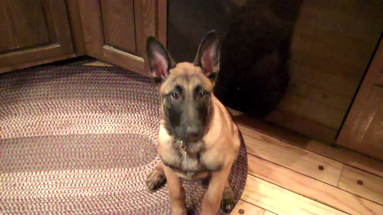 Belgian Malinois Pup Felix Learning Basic Commands 3 -26-16 - YouTube