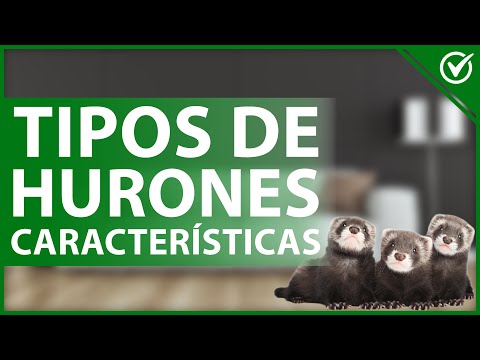 Tipos de Hurones Según su pelo y Complexión Corporal - Características ...