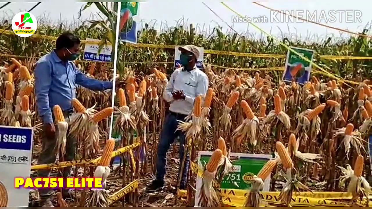 PAC 751 ELITE MAIZE HYBRID MAKKA PERFORMANCE IN FIELD - YouTube