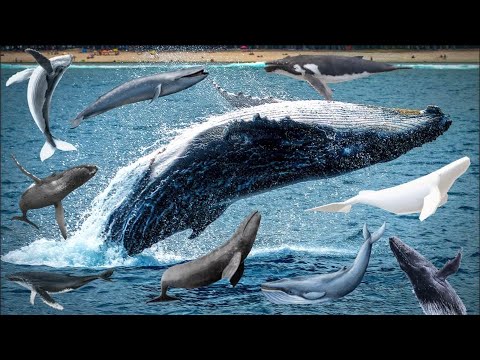 Learn Types of Whales in Ocean / Whales family for kids / whale sounds ...