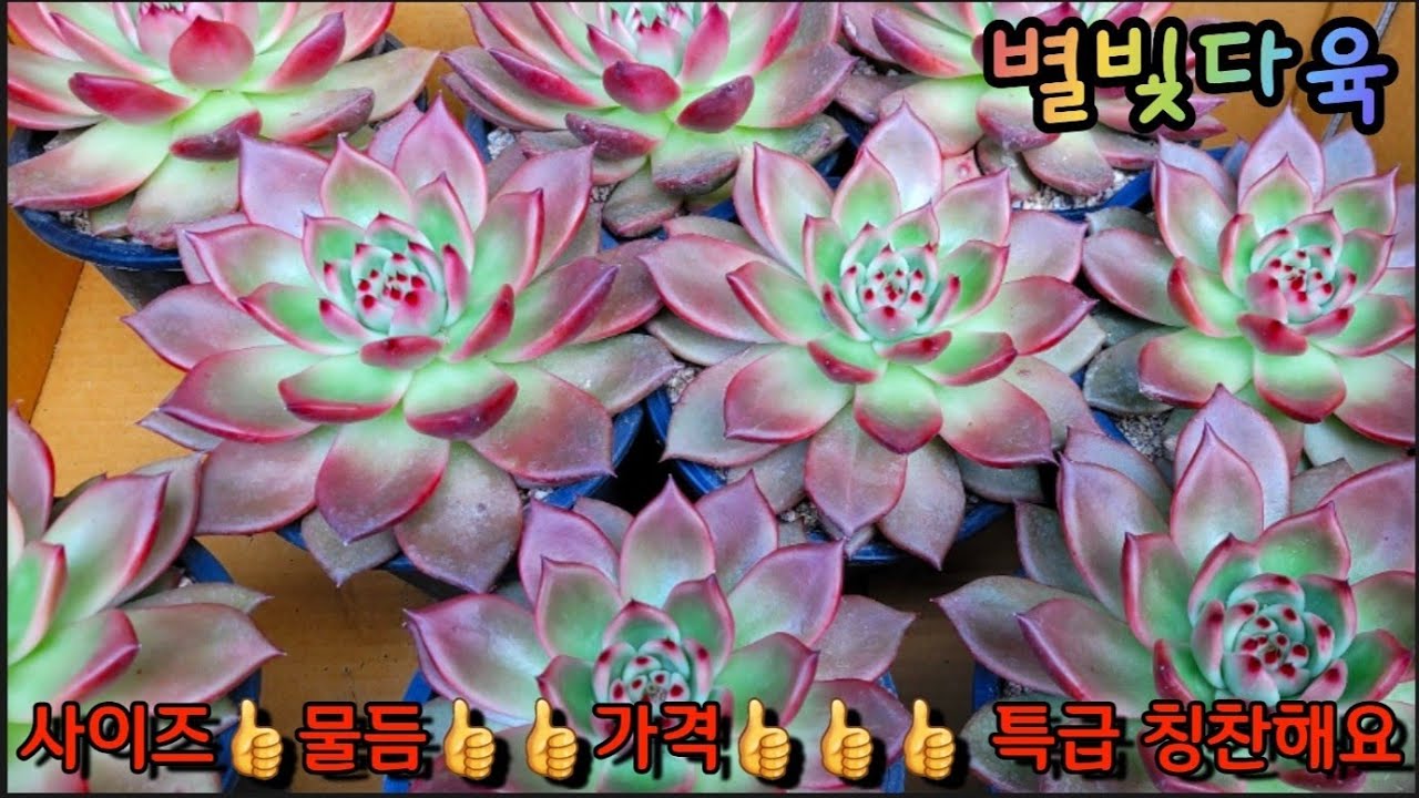 221006다육이별빛다육명품다육토스카넬리신상다육레드엘프문가드니스금마돈나귀품다육정교환군생짐노금투구금