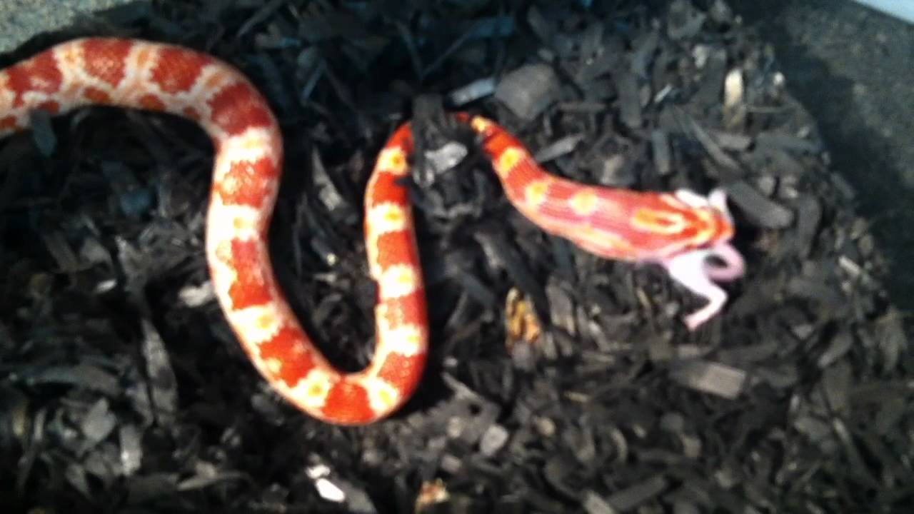 Matilda, Fancy Corn Snake. Melissa Tadlock Combs - YouTube