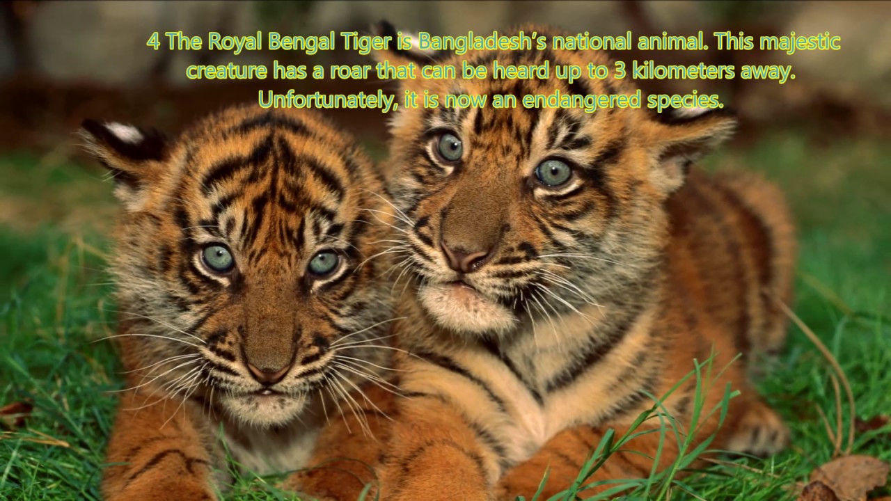 What You Need To Know About Bangladesh 10 Amazing Facts About what-you-need-to-know-about-bangladesh-10-amazing-facts-about