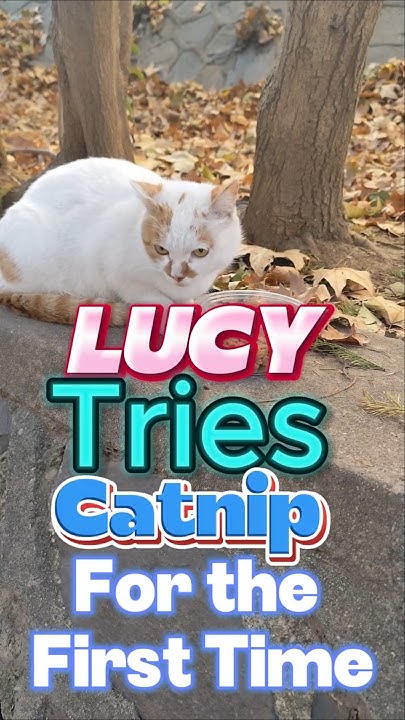 This Stray's First Catnip Hit Changed EVERYTHING 🙀 #catnip #high #straycats #catvideos - YouTube