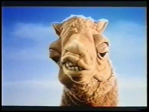 Camel Zigarettenwerbung 🐪