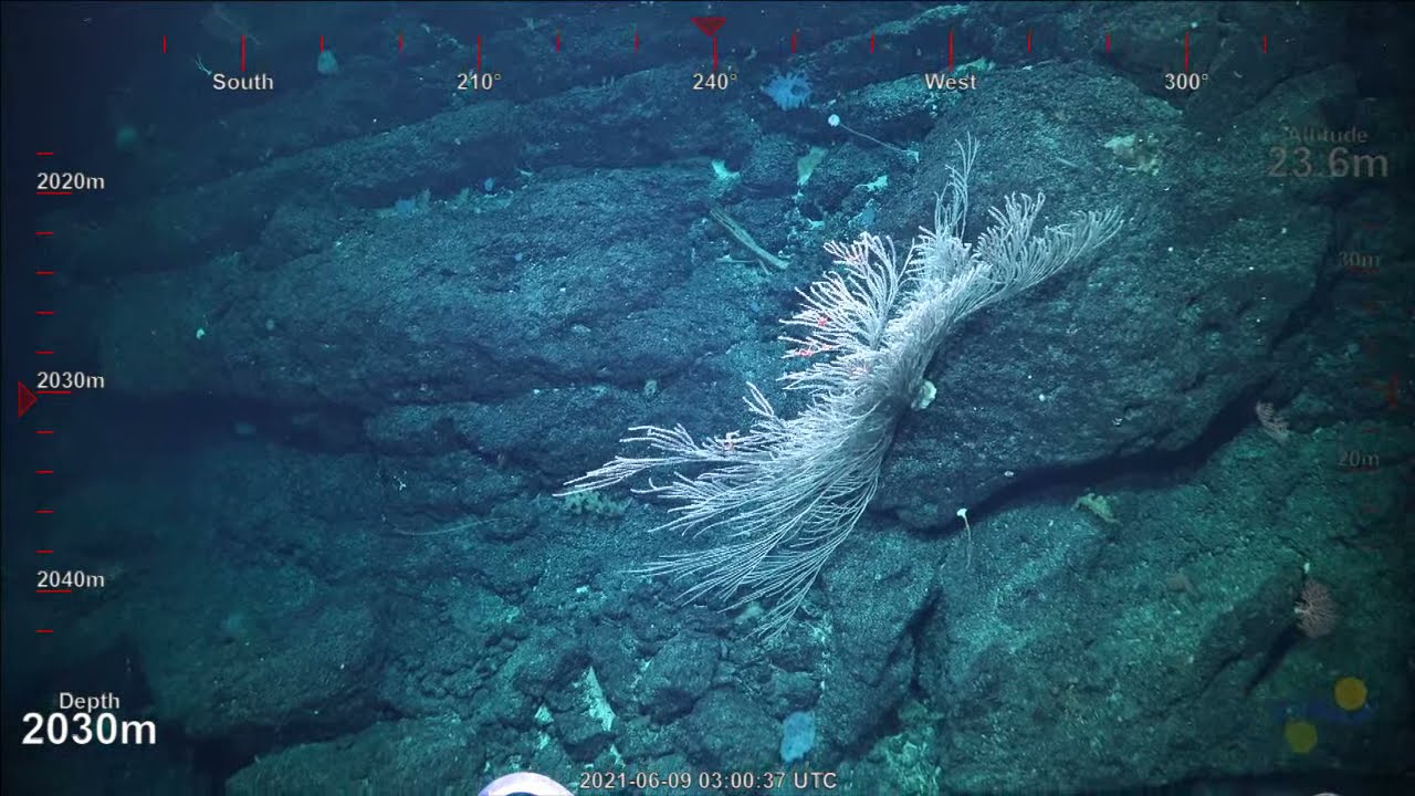 ROV Dive 419 - Seamount Exploration - World Ocean Day - Part 4 - YouTube