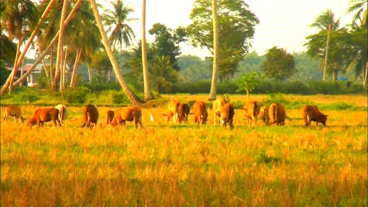 Woww.. Hundreds of Cows Looking for Grass in the Rice Fields | Cattle ...