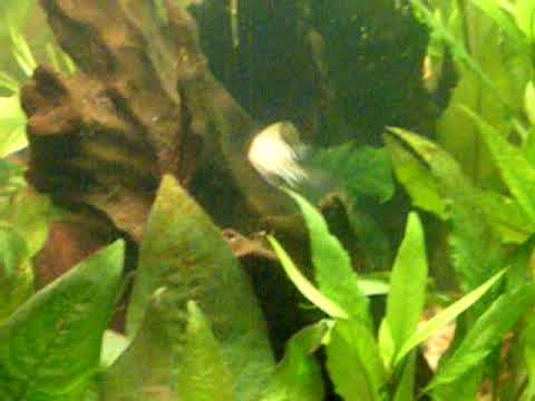 Spawning Egyptian mouthbrooder cichlids (Pseudocrenilabrus multicolor ...