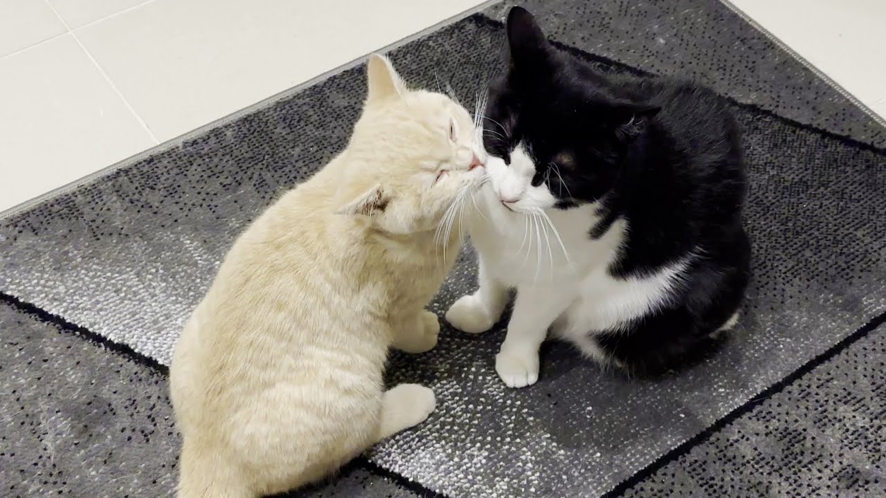 Kitten Loves It When Cat Gives Him Attention - YouTube